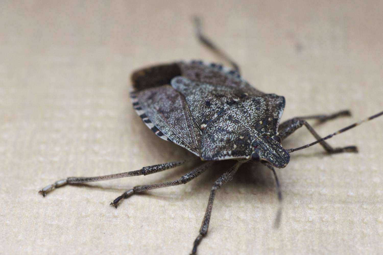 Preparing for the 2024-25 Brown Marmorated Stink Bug (BMSB) Season | BR ...